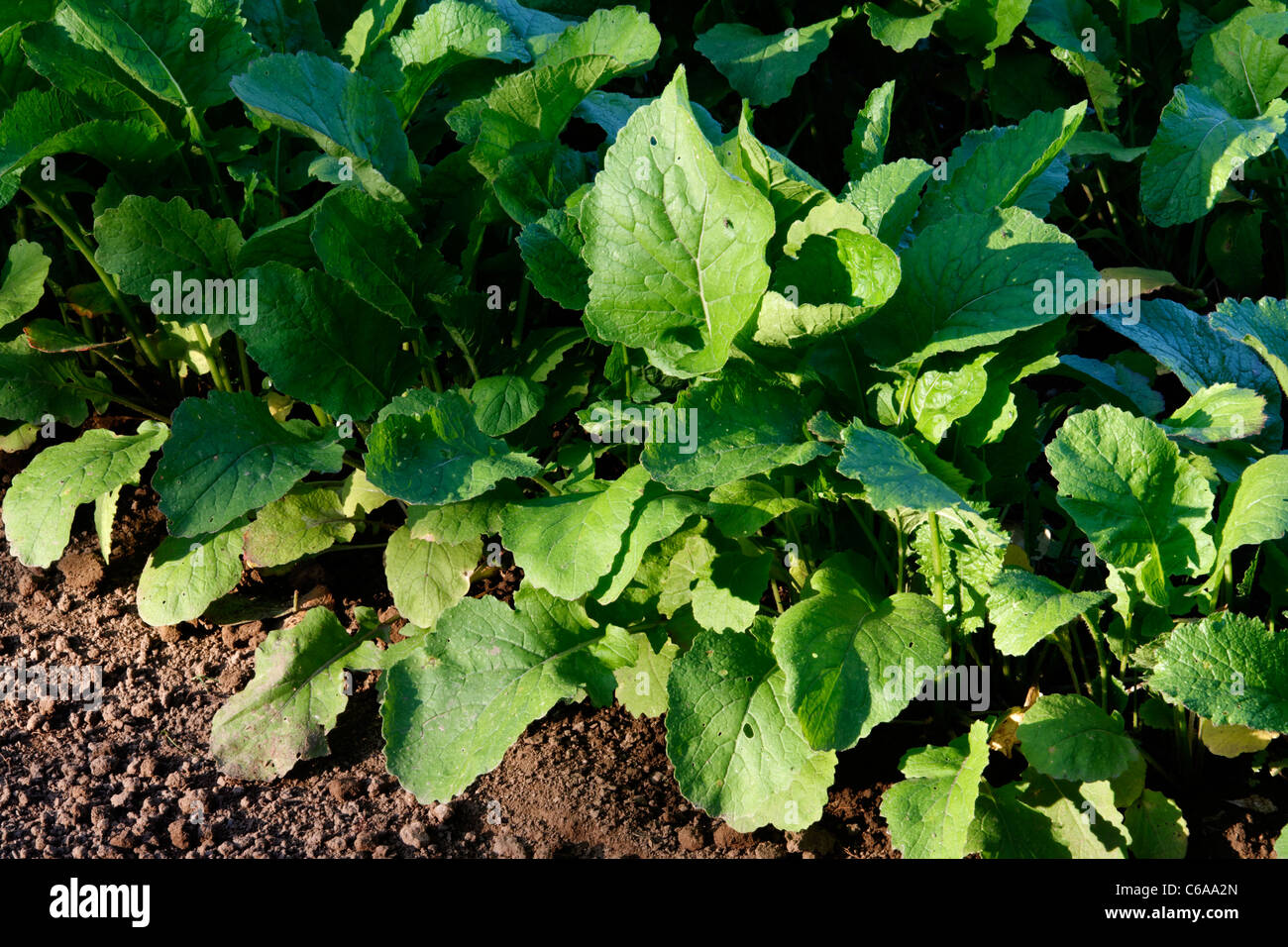 Mixed bed of turnip (Brassica rapa), vegetable garden Stock Photo - Alamy