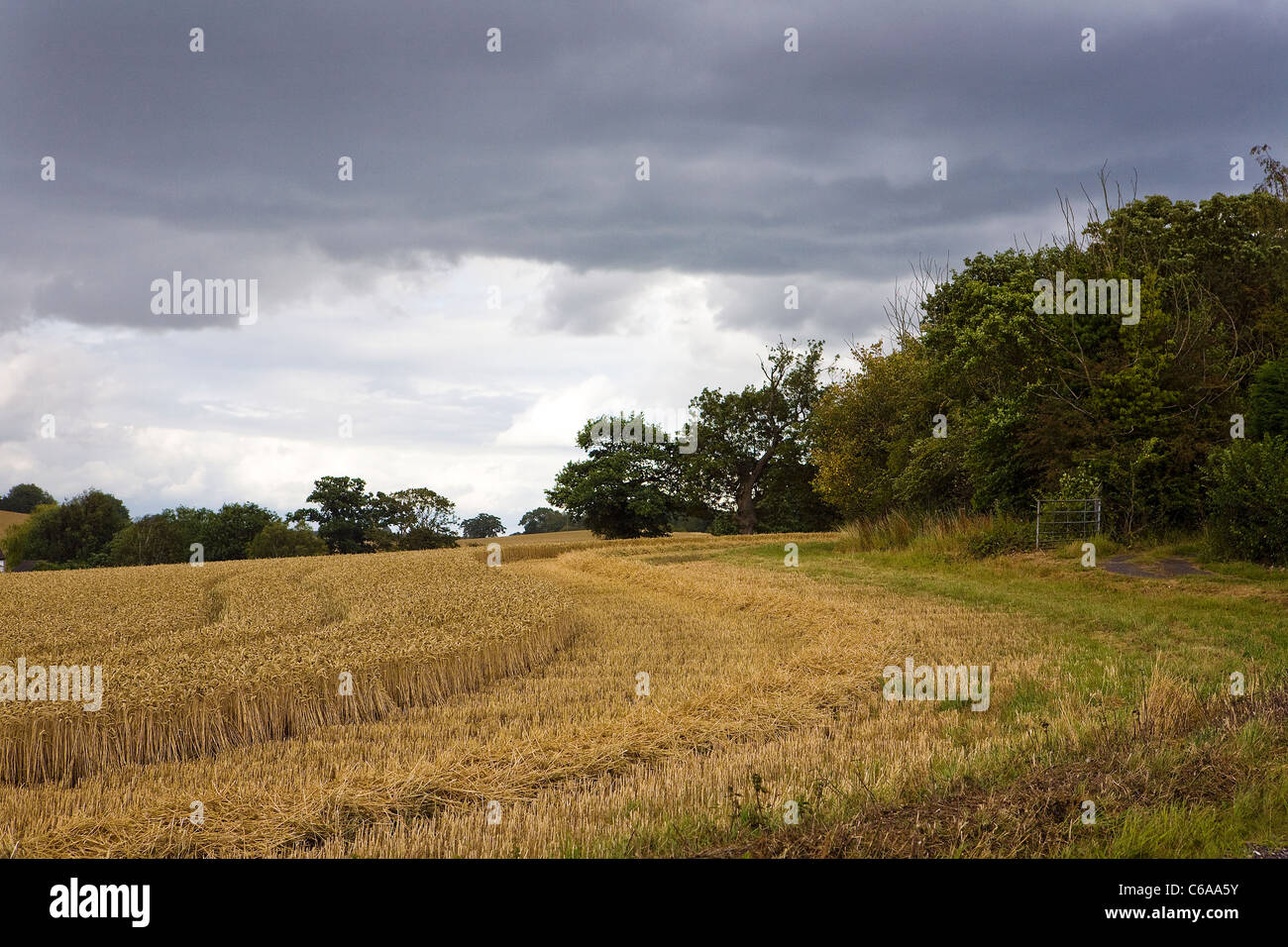 The edge of an English field of wheat with trees around the boundary ...