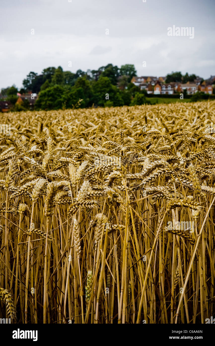 Vertical farming of veg hi-res stock photography and images - Alamy