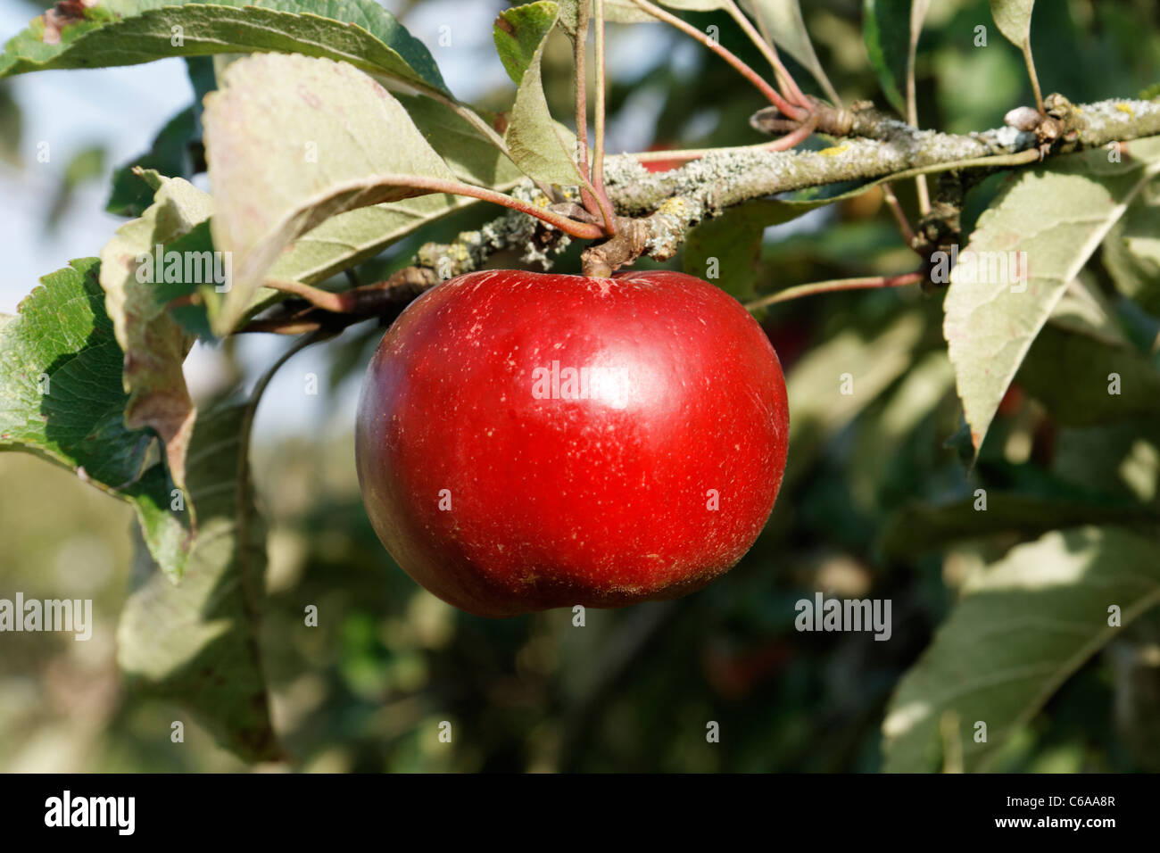 Mature ripe dark red spartan apples on the tree (Malus domestica Stock ...