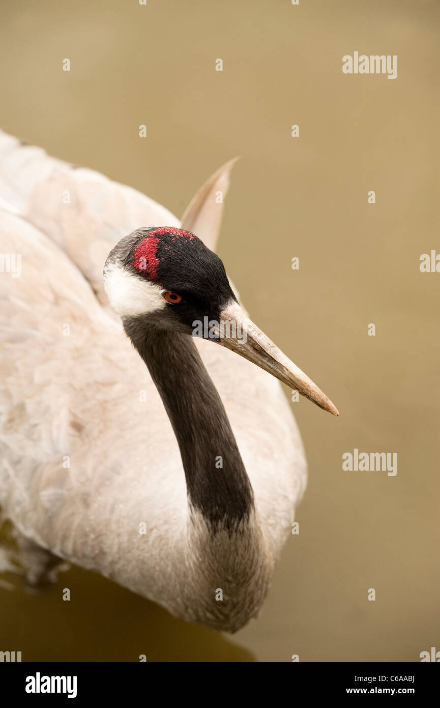 Crane bird uk spring hi-res stock photography and images - Alamy