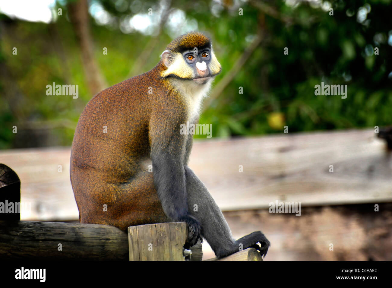 Guenon family hi-res stock photography and images - Alamy