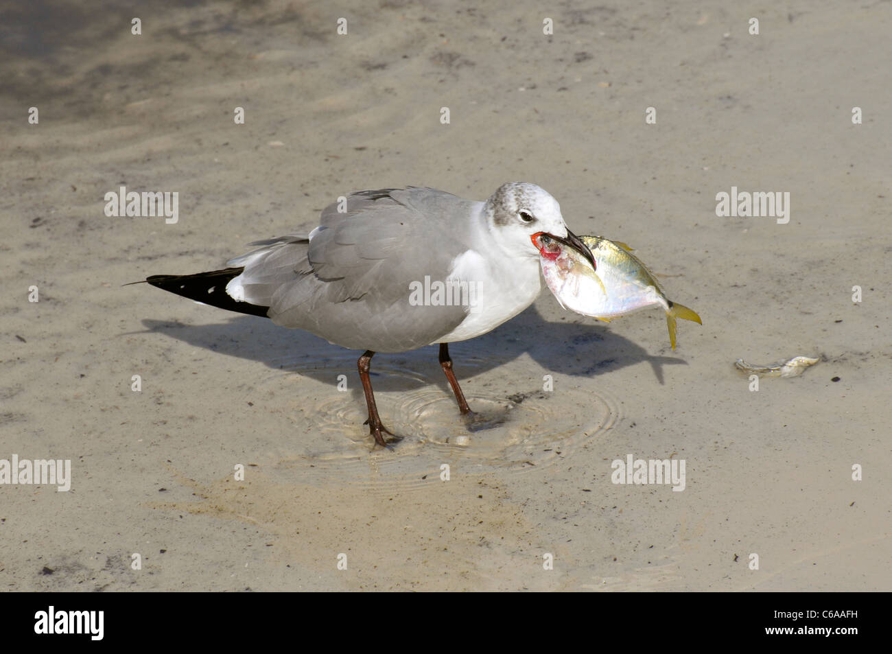 Seagull eating a small fish Stock Photo - Alamy