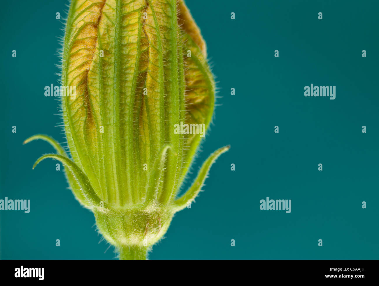 My life as a courgette hi-res stock photography and images - Alamy