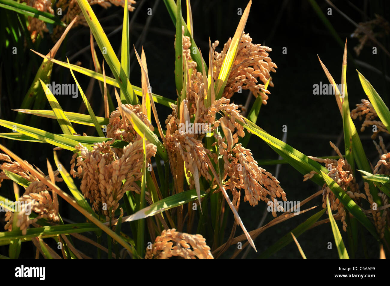 Ripe rice, ready to be harvested. Rice fields of Ebro Delta. Tarragona ...