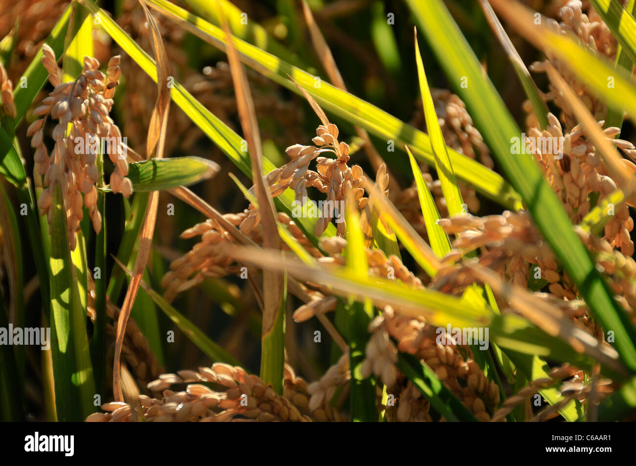 Ripe rice, ready to be harvested. Rice fields of Ebro Delta. Tarragona ...