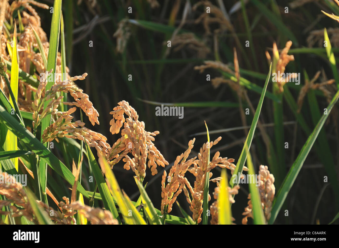 Ripe rice, ready to be harvested. Rice fields of Ebro Delta. Tarragona ...