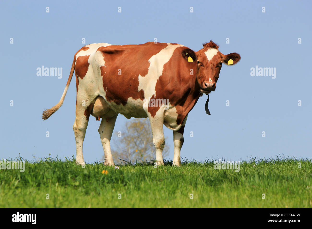 Cow tail hair hi-res stock photography and images - Alamy