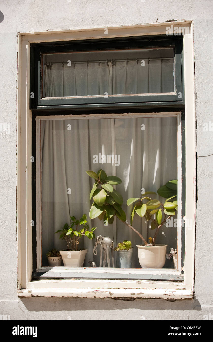 Pot plants hi-res stock photography and images - Alamy