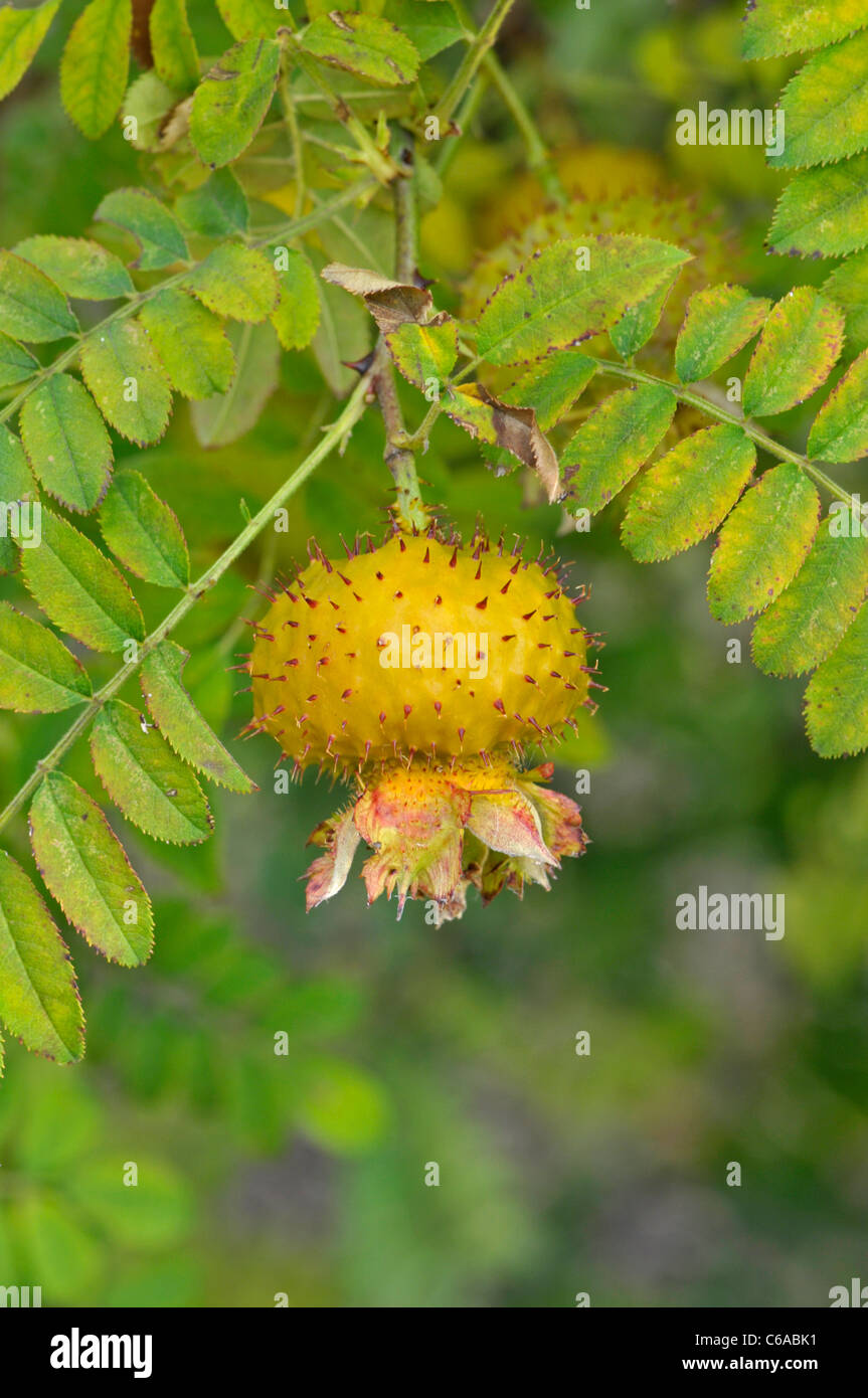 Rose roxburghii hi-res stock photography and images - Alamy