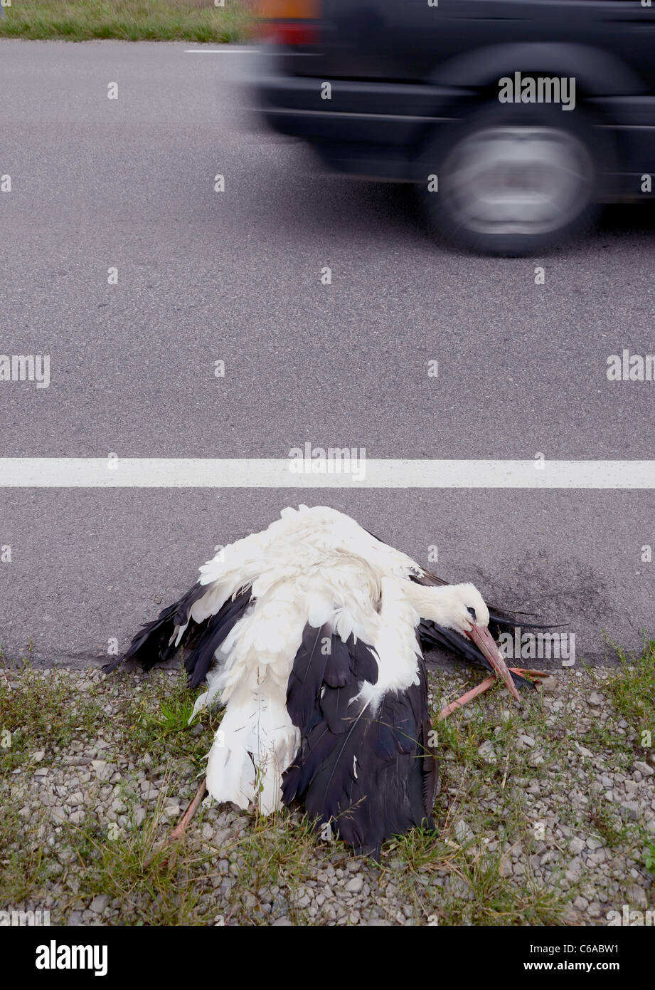 dead white stork on the freeway and car Stock Photo - Alamy