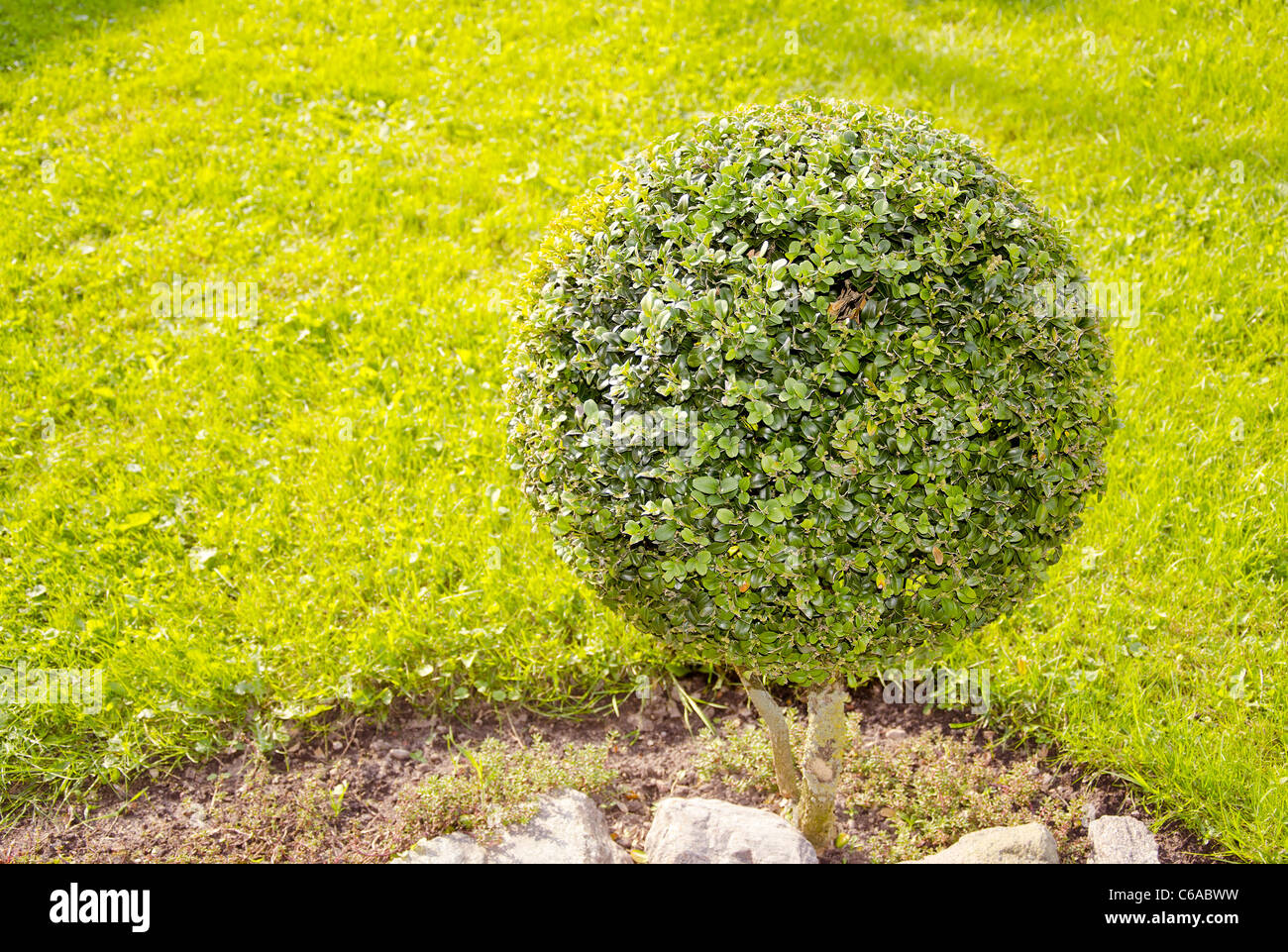 ball form tree in the garden ant grass background Stock Photo - Alamy