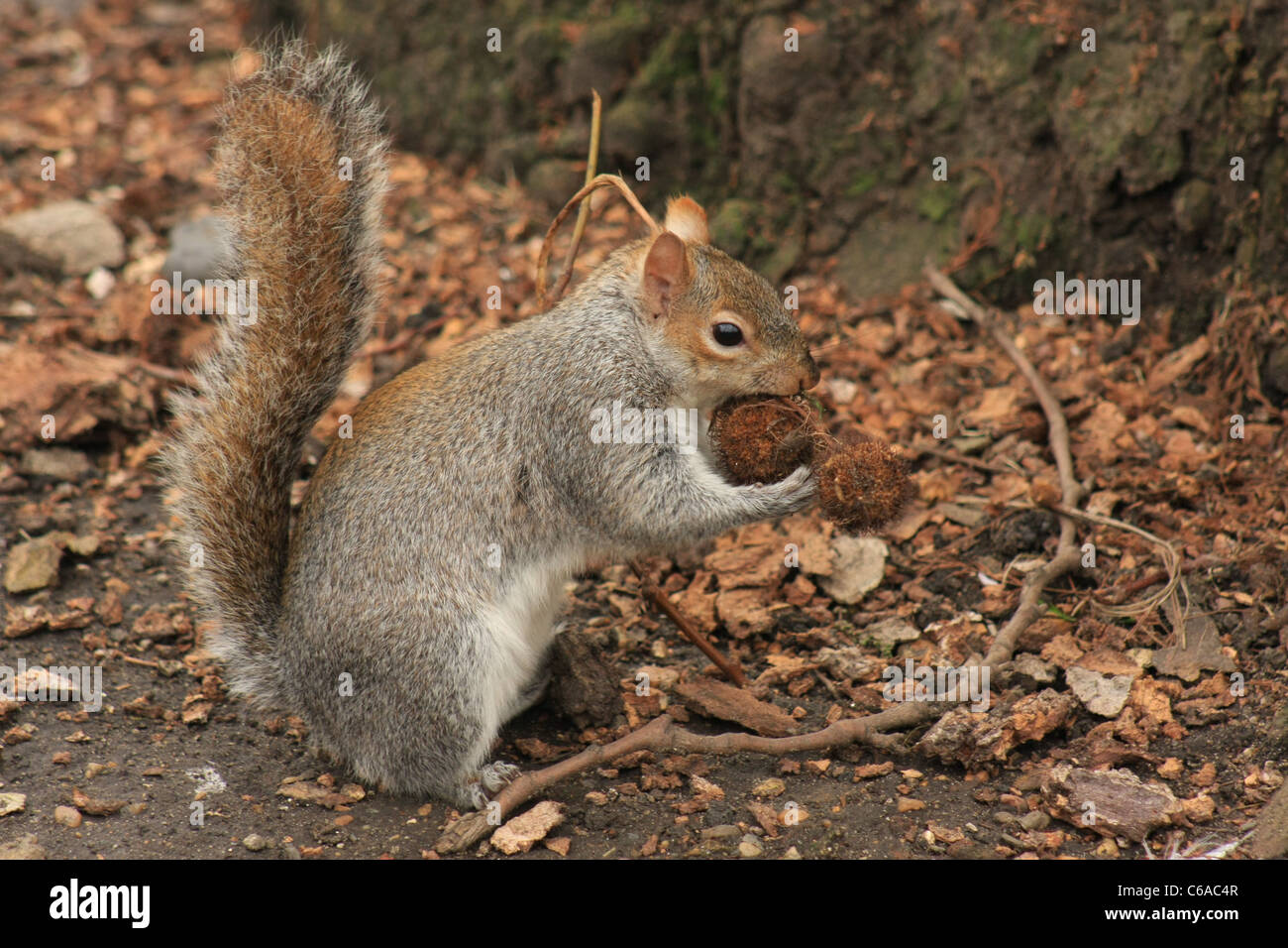 Squirrel in London Park Stock Photo - Alamy