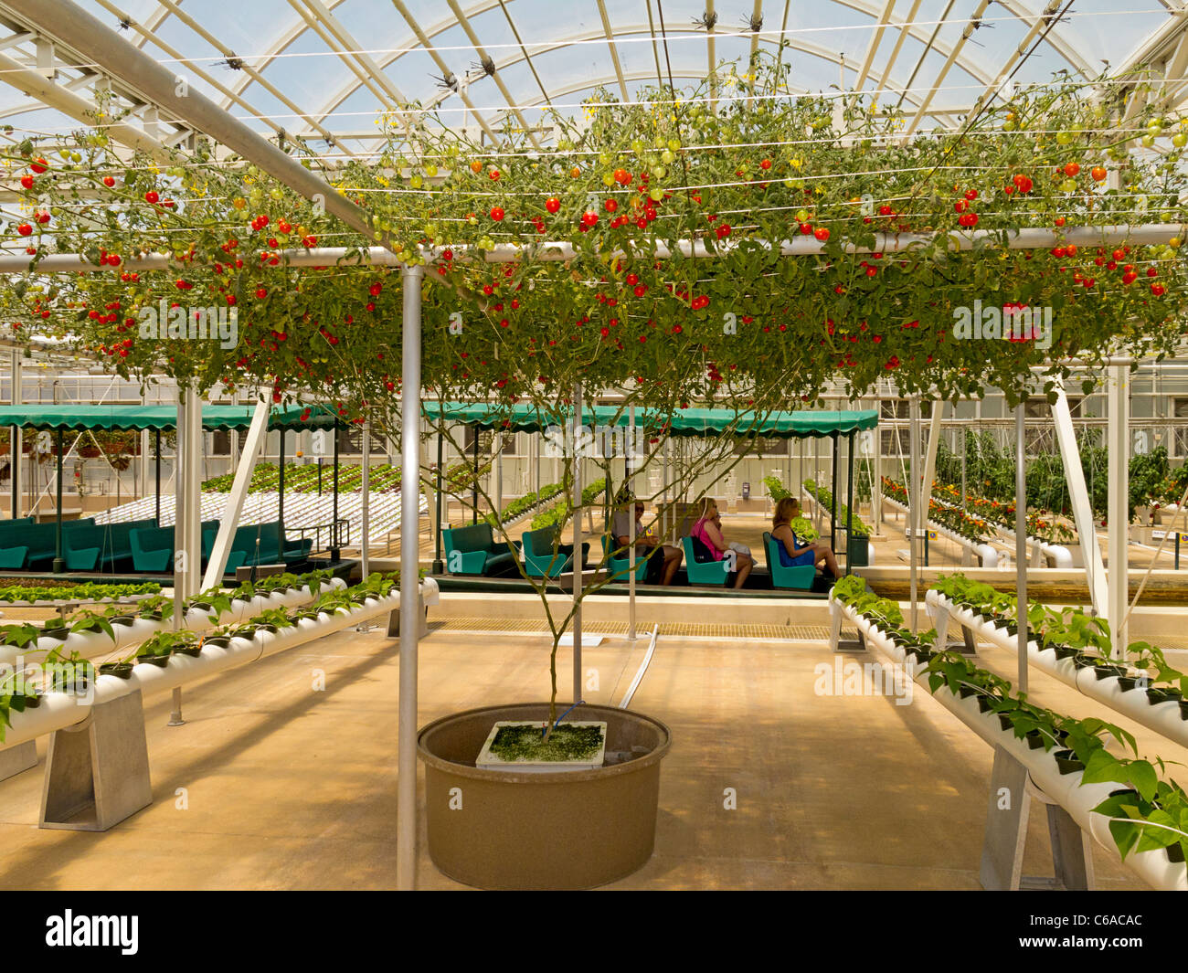 Disney Tomato Tree