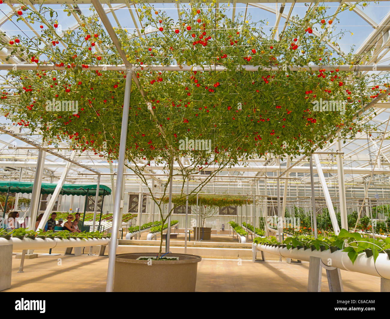 Tomatoes growing as a tree in Disney World's Living With The Land ...