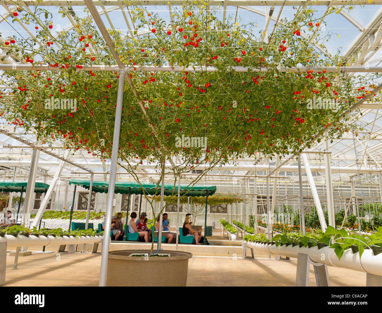 Tomatoes growing as a tree in Disney World's Living With The Land ...