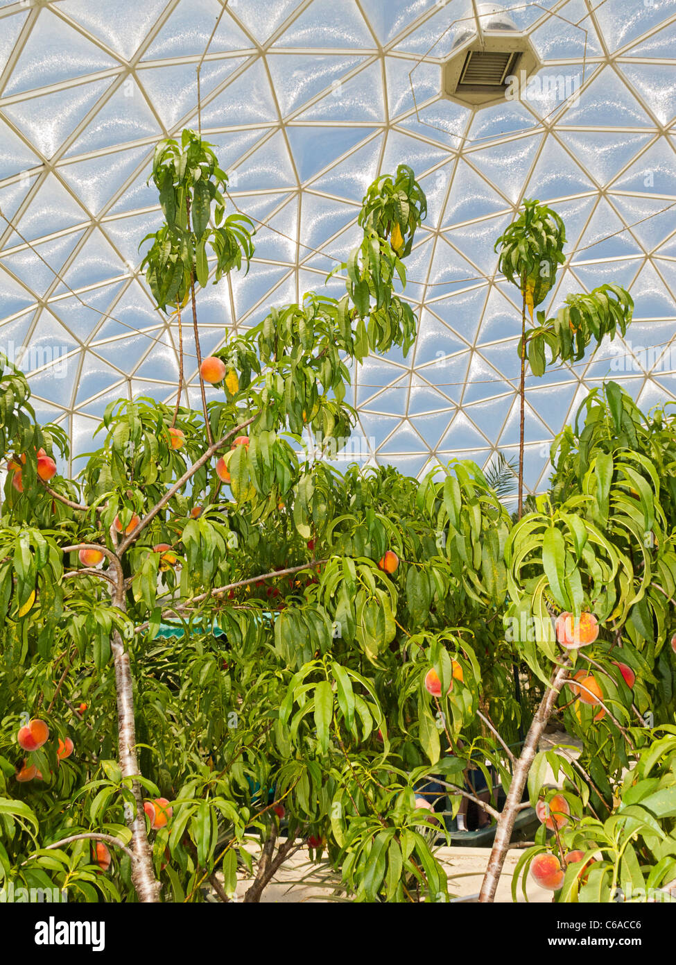 Peaches growing on trees at Disney's Living With The Land attraction at ...