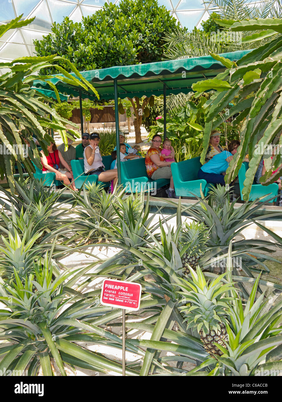 Tourists in boat travel past pinepple plants at Disney World's 'Living ...