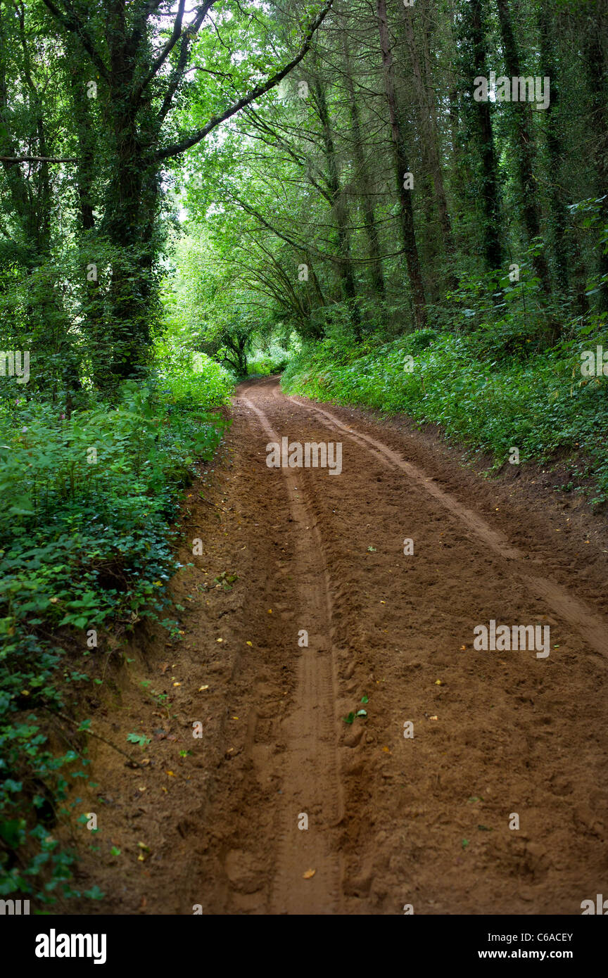 A sandy track running through woodland in Merthyr Mawr in Wales Stock ...