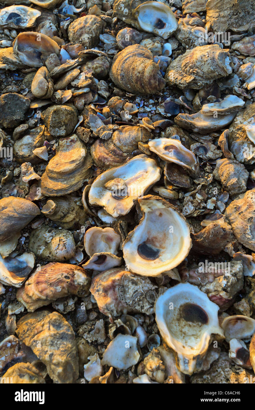 Empty oyster shells with colors of sunset on the beach in Apalachicola ...