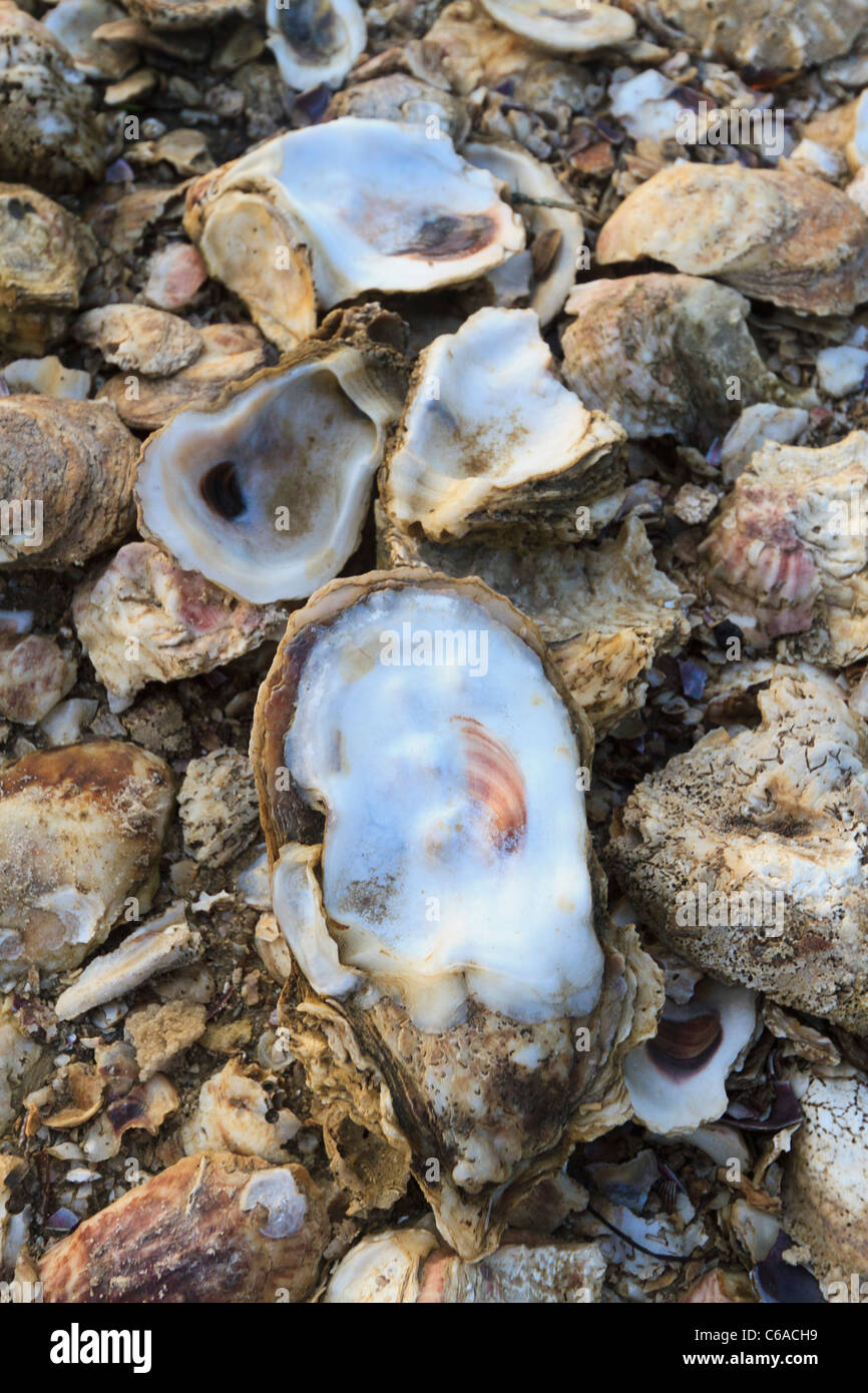 Empty oyster shells with colors of sunset on the beach in Apalachicola ...