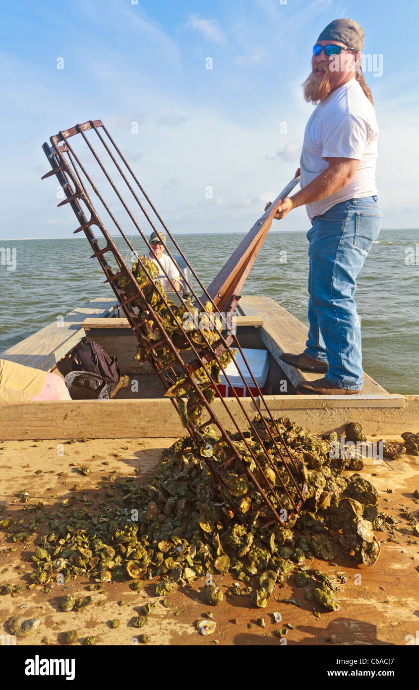 Oyster fishermen working with traditional harvest tongs and baskets in ...