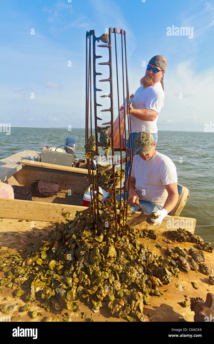 Oyster fishermen working with traditional harvest tongs and baskets in ...