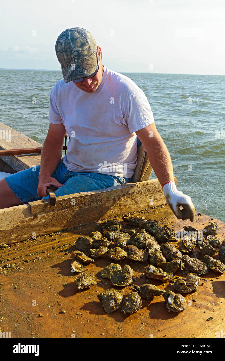 Oyster fisherman sorting oysters and working with traditional harvest ...