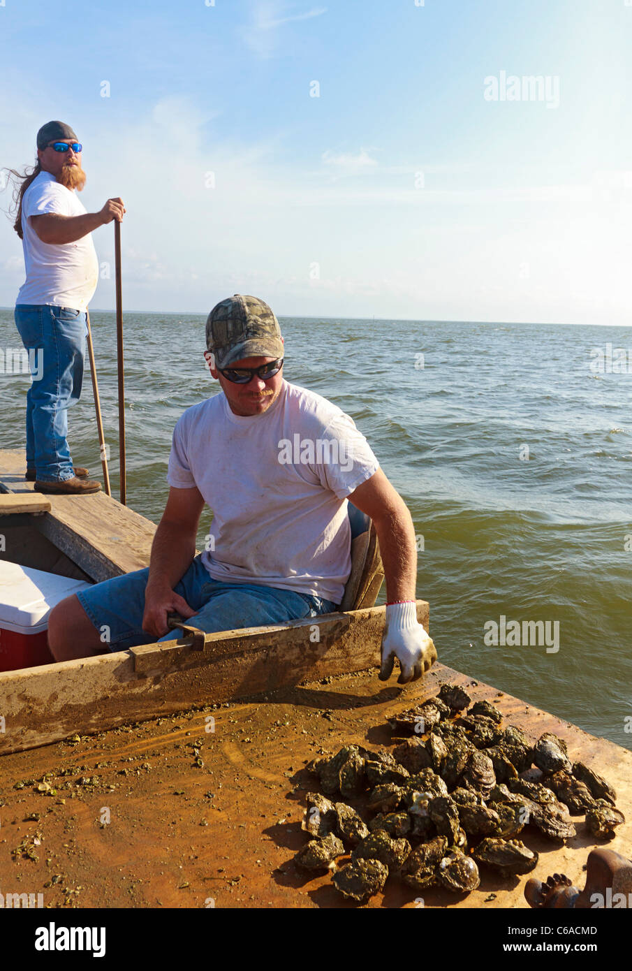 Oyster fishermen sorting oysters and working with traditional harvest ...