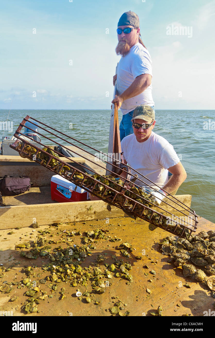 Oyster fishermen working with traditional harvest tongs and baskets in ...