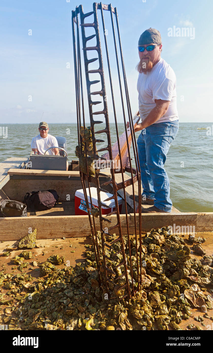 Oyster fishermen working with traditional harvest tongs and baskets in ...
