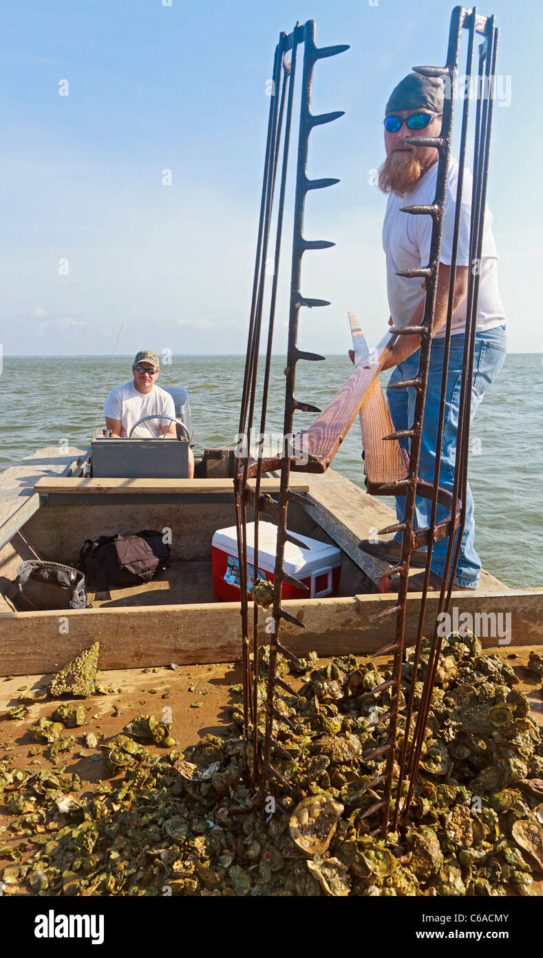 Oyster fishermen working with traditional harvest tongs and baskets in ...
