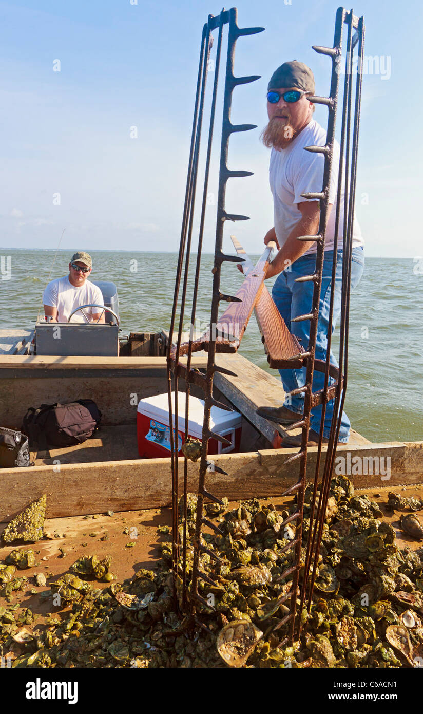 Oyster fishermen working with traditional harvest tongs and baskets in ...