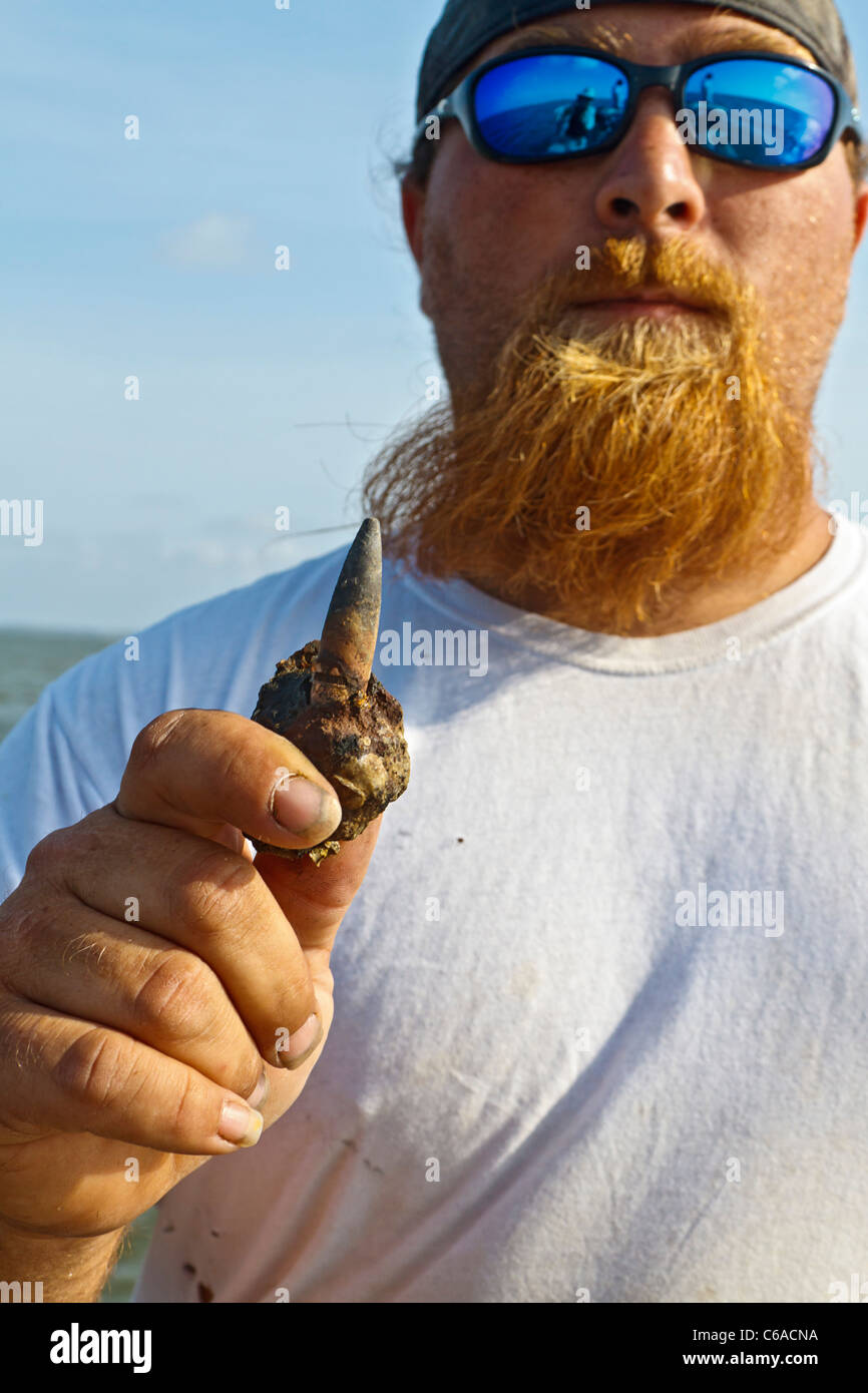 Oyster fisherman holds large bullet embedded in oyster shell Stock ...