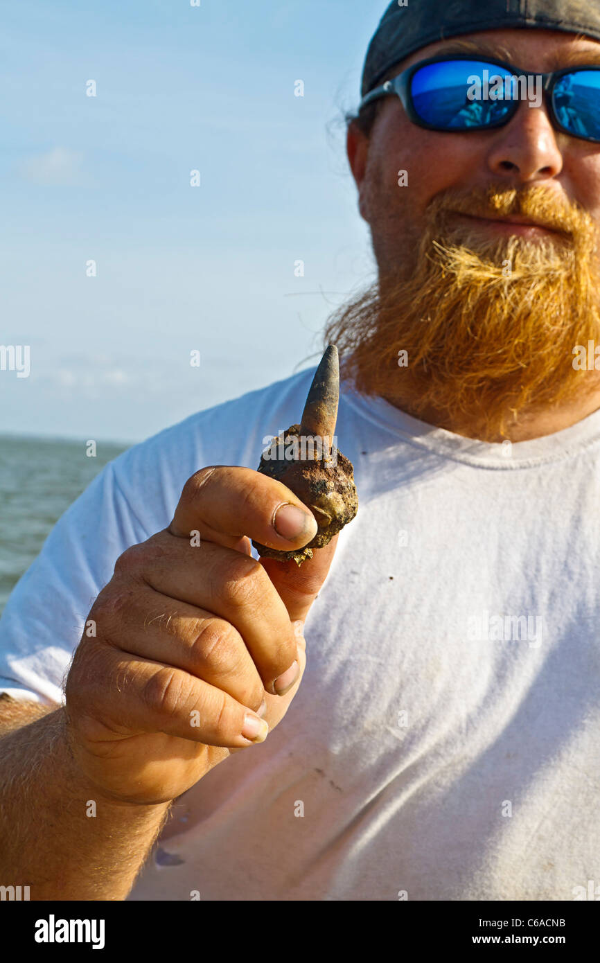 Oyster fisherman holds large bullet embedded in oyster shell Stock ...