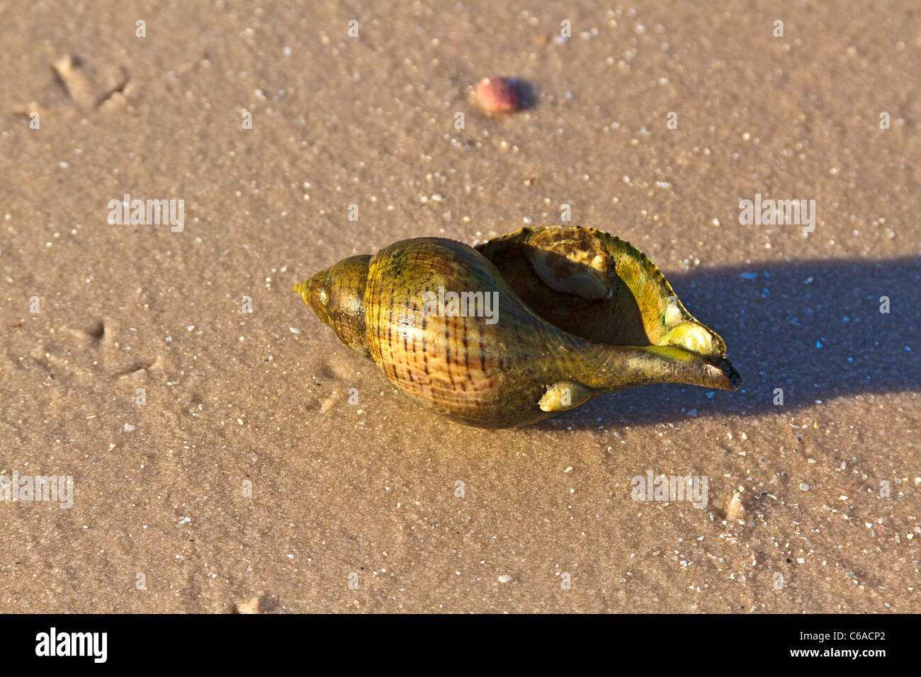 True tulip shell (Fasciolaria tulipa) on the beach at Crooked Island ...