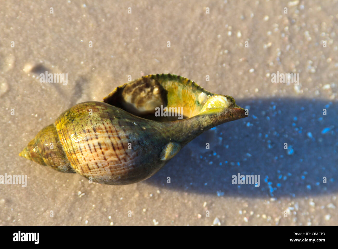True tulip shell (Fasciolaria tulipa) on the beach at Crooked Island ...