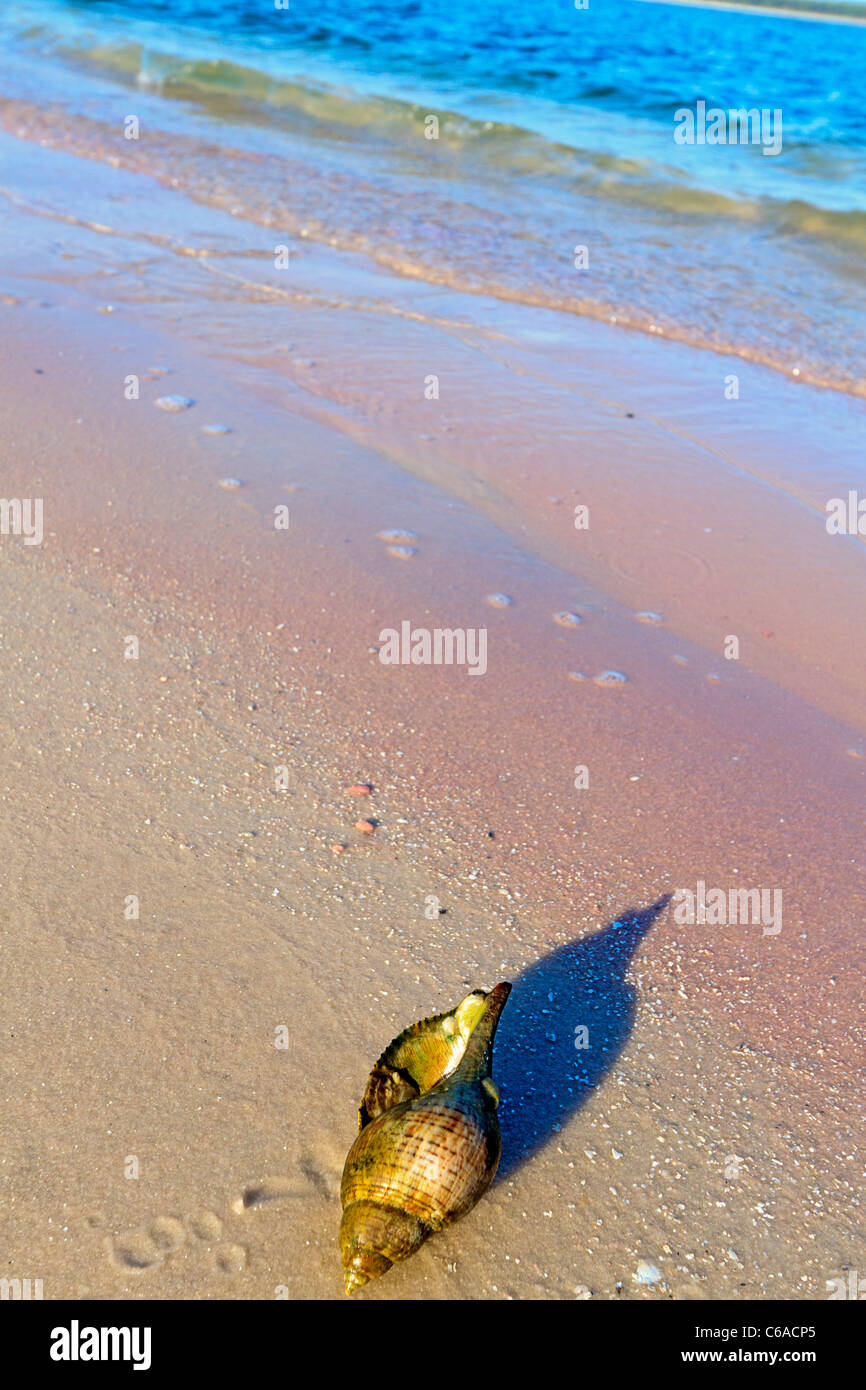 True tulip shell (Fasciolaria tulipa) on the beach at Crooked Island ...
