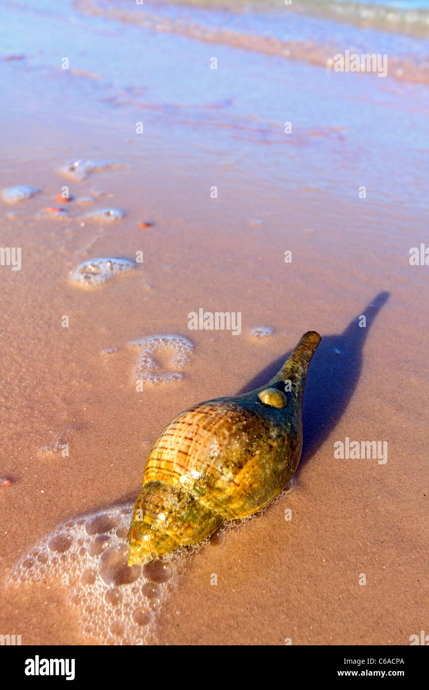 True tulip shell (Fasciolaria tulipa) on the beach at Crooked Island ...