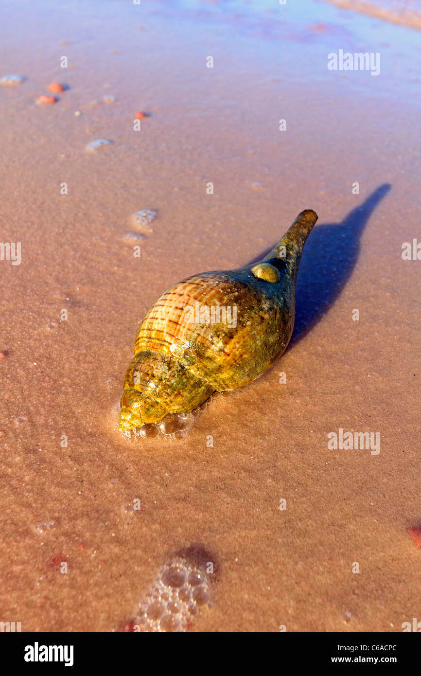 True tulip shell (Fasciolaria tulipa) on the beach at Crooked Island ...
