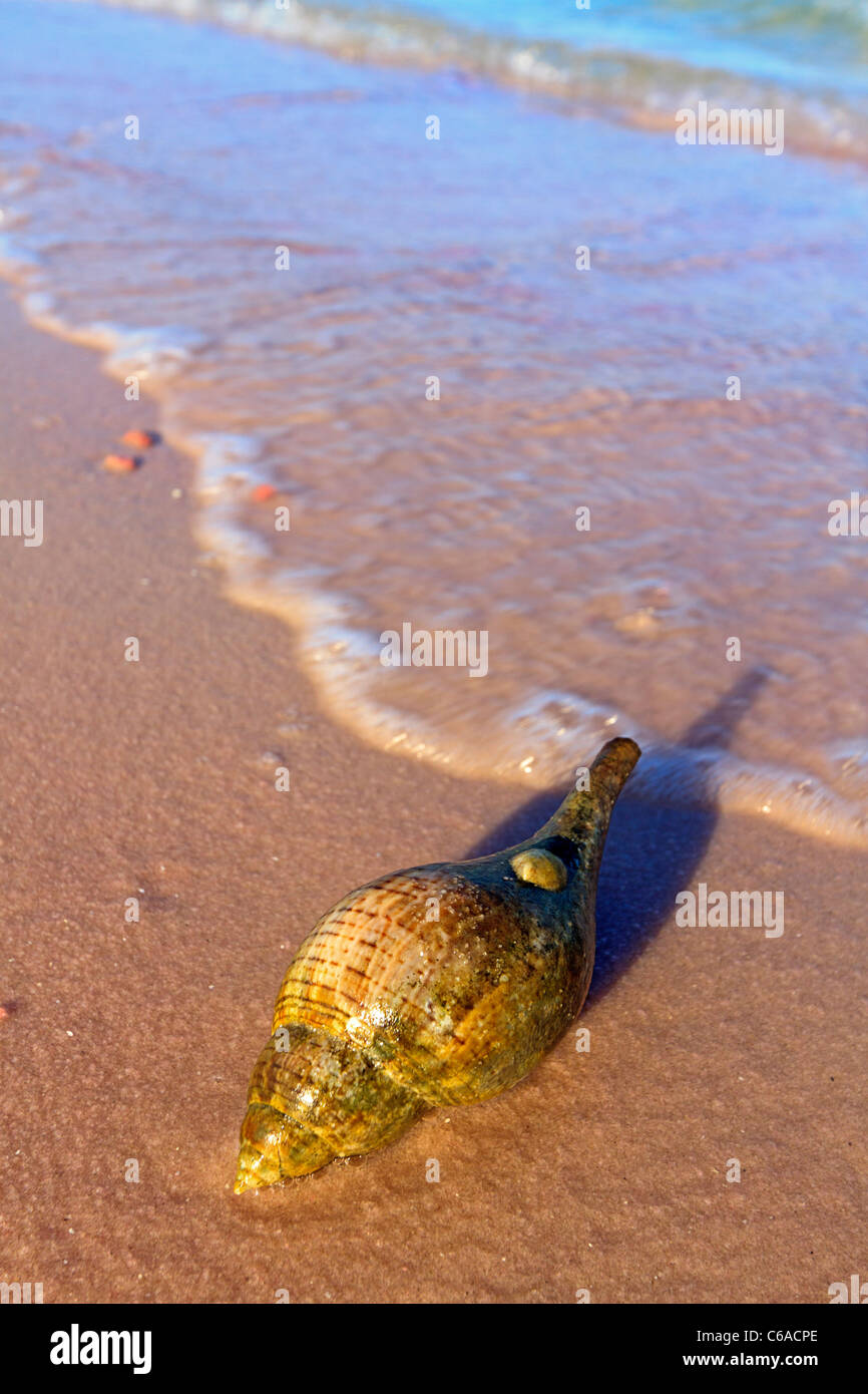 True tulip shell (Fasciolaria tulipa) on the beach at Crooked Island ...