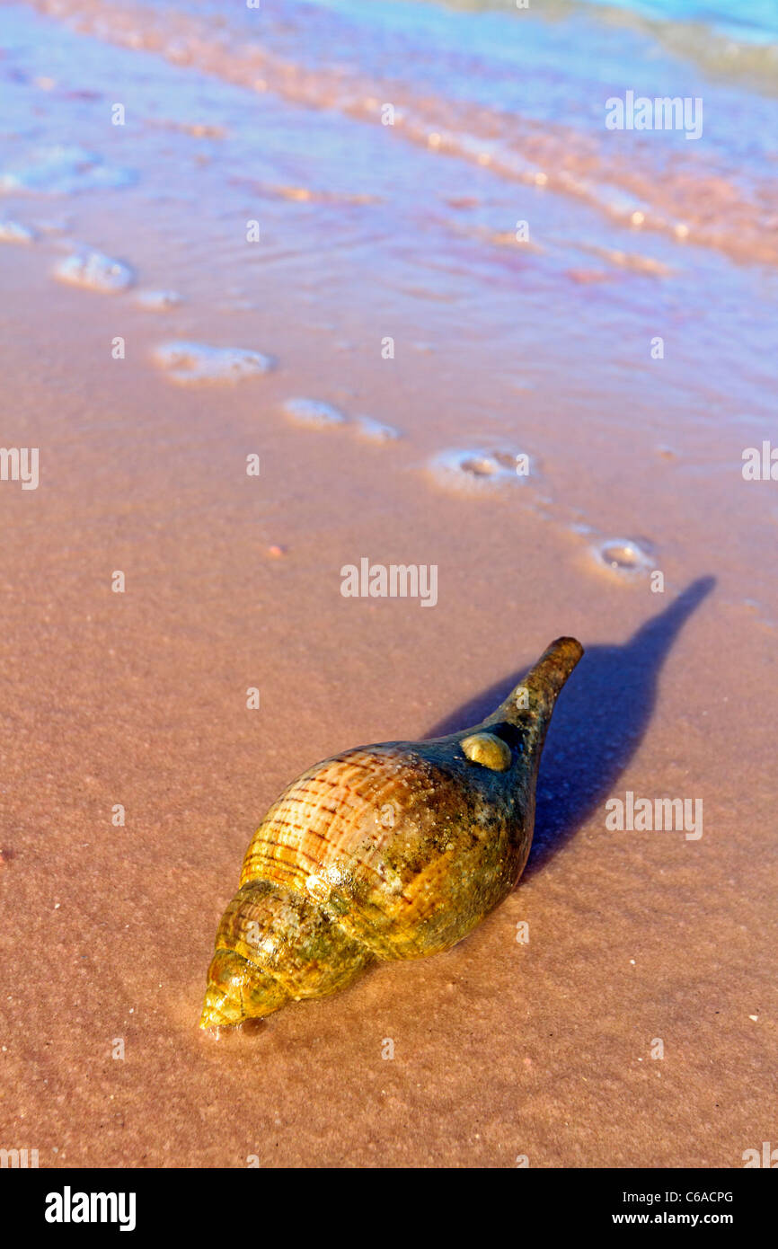 True tulip shell (Fasciolaria tulipa) on the beach at Crooked Island ...
