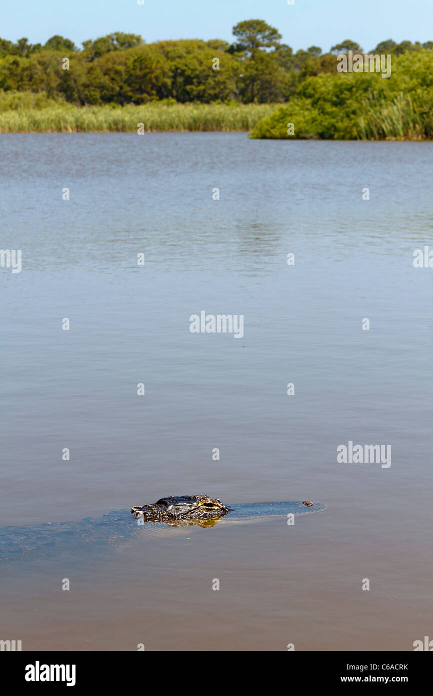 Alligator lake lake city florida hi-res stock photography and images ...