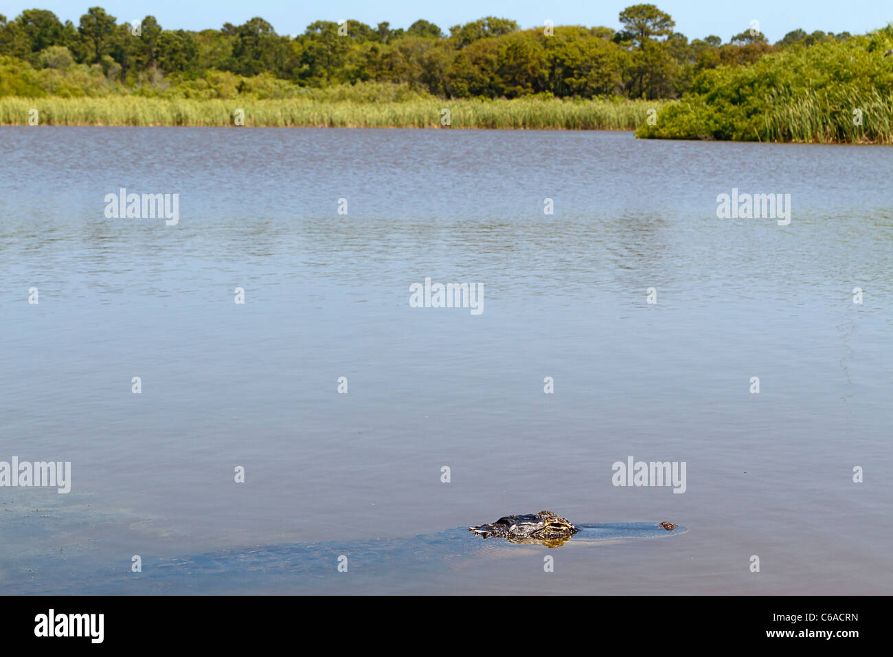 Florida alligator beach hi-res stock photography and images - Alamy