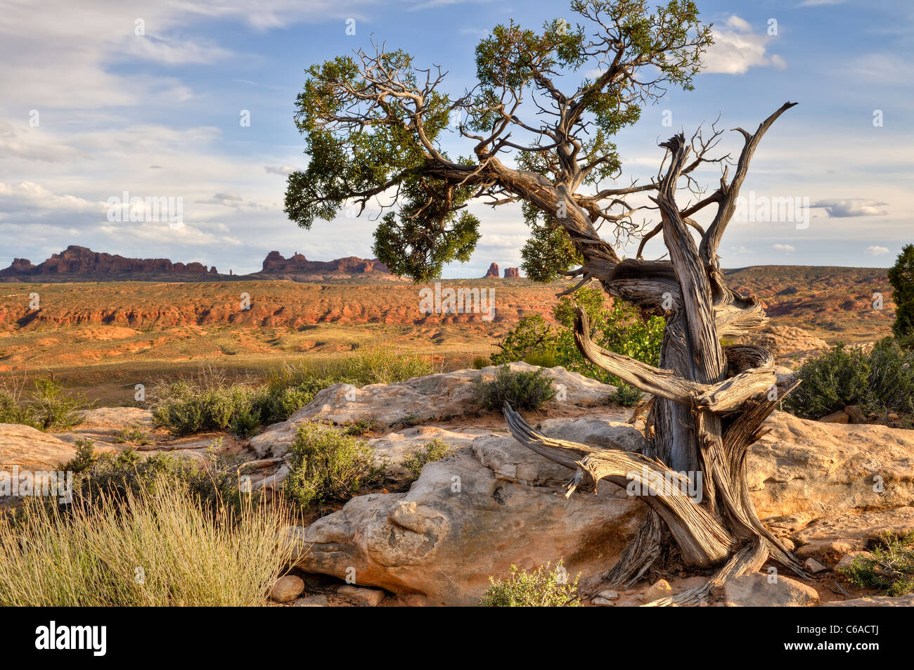 Old Weathered Juniper Stock Photo - Alamy