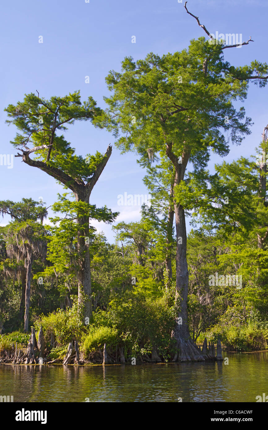 Bald Cypress trees along Wakulla River, Florida Stock Photo - Alamy