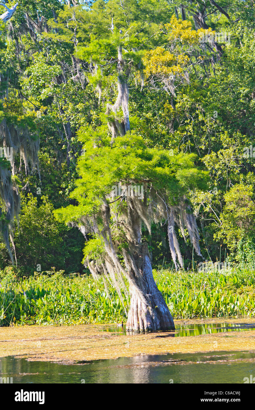 Bald Cypress Tree Florida Small Bald Cypress Trees Growing Near