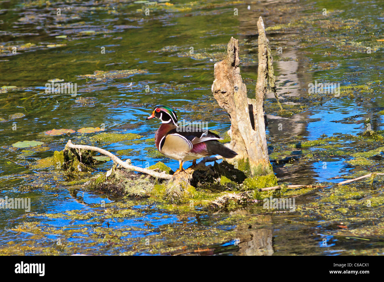 Florida wood duck hi-res stock photography and images - Alamy