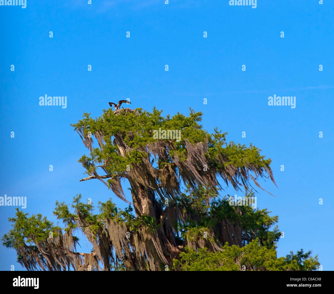 Osprey sitting on nest in cypress tree Stock Photo - Alamy