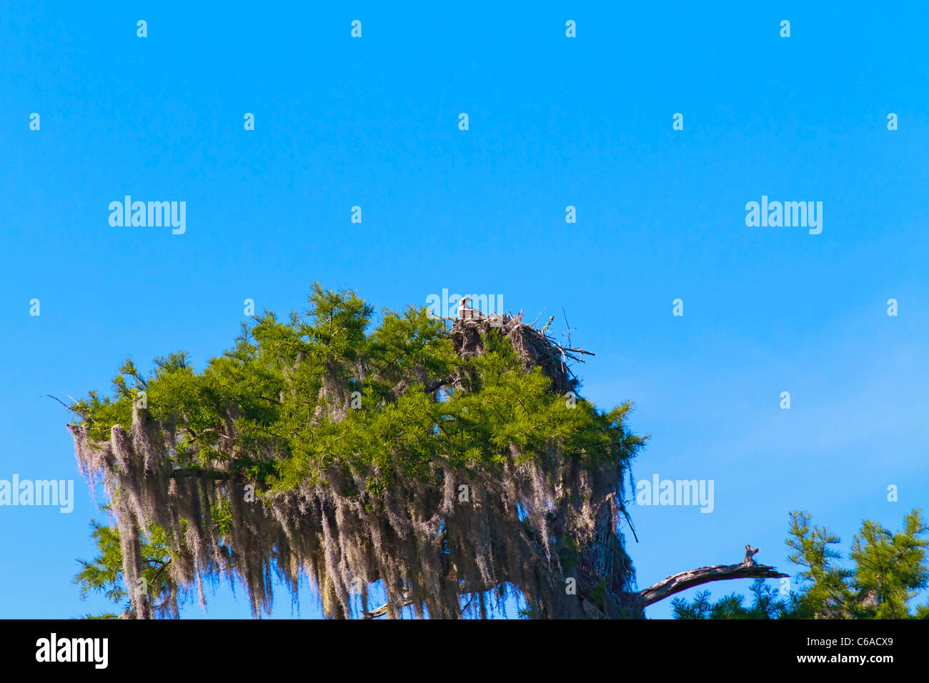 Osprey nest in tree hi-res stock photography and images - Alamy